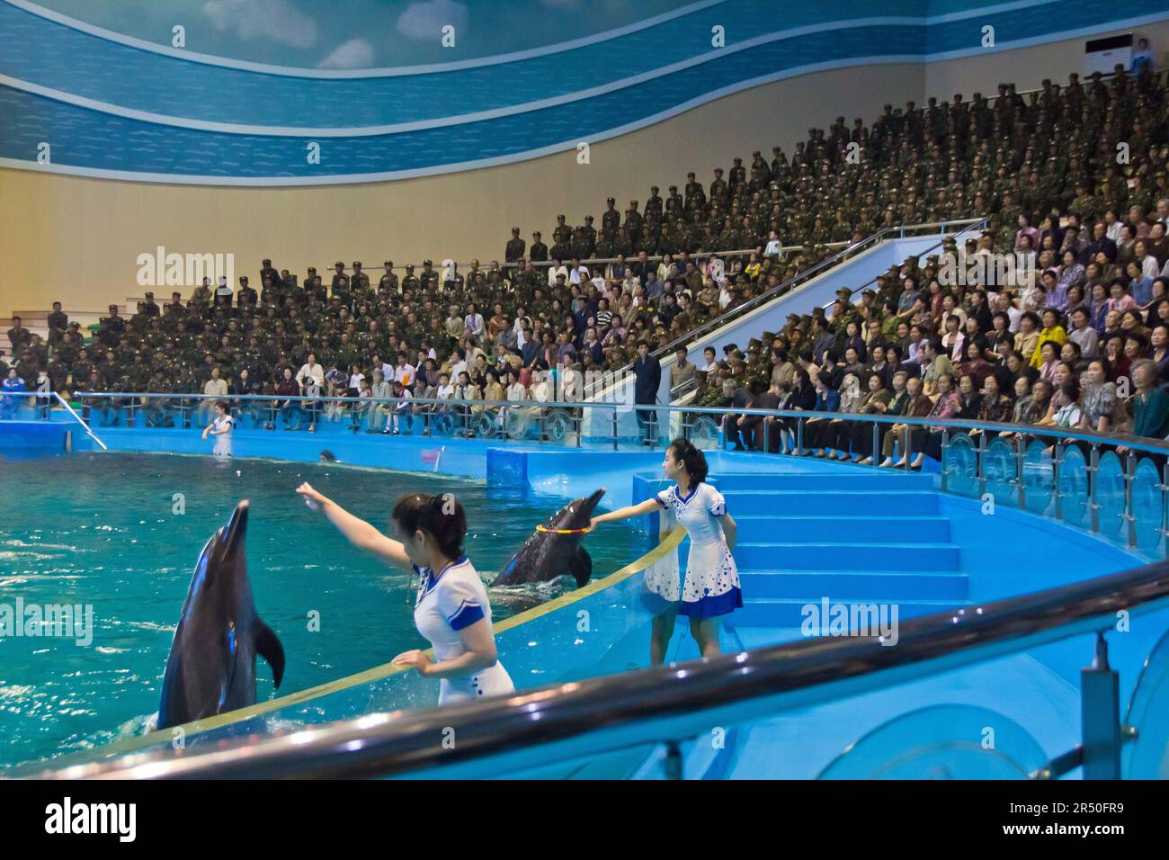 Dolphin show korea hi-res stock photography and images - Alamy