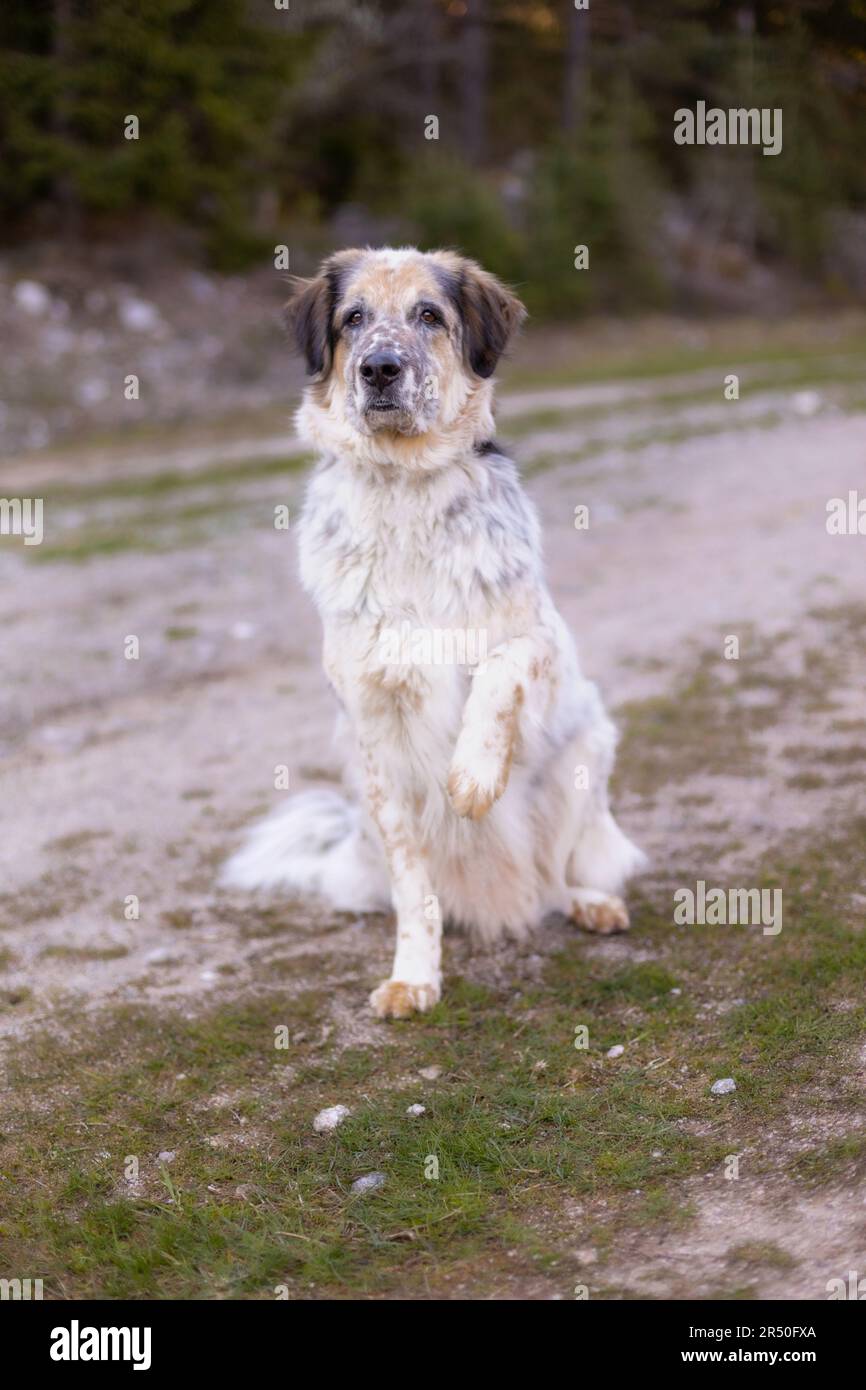 Paw sit hi-res stock photography and images - Alamy