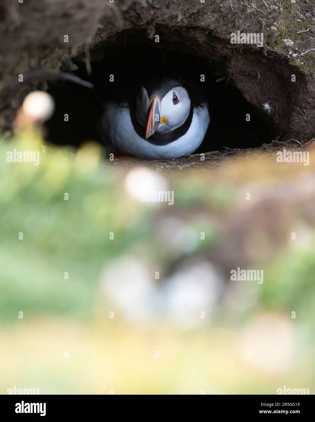 Puffin burrow - Skomer Island, Pembrokeshire, Wales Stock Photo - Alamy