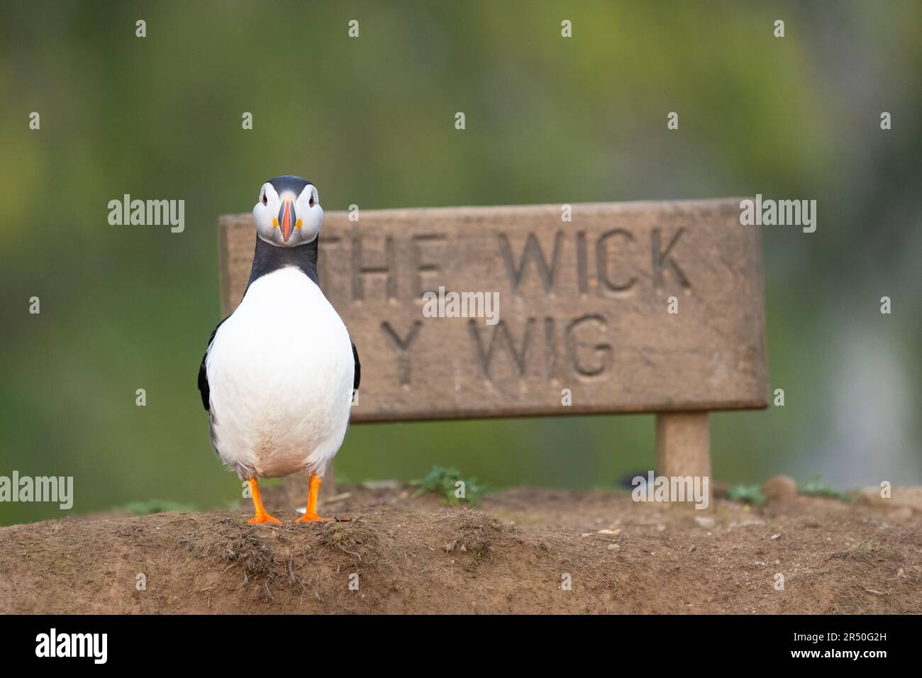 Skomer island the wick sign with puffin hi-res stock photography and ...