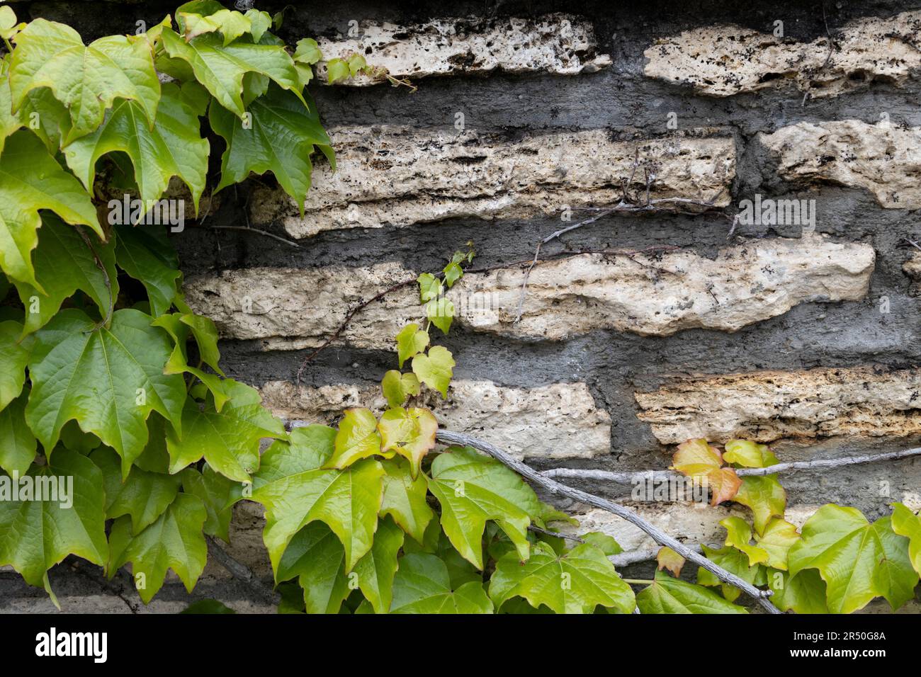 Thickets of wild grape on the wall. Decorative wild grapes on the wall ...