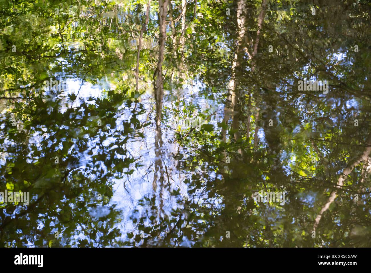 Reflections of trees in the river in summertime. Forest bathing or ...