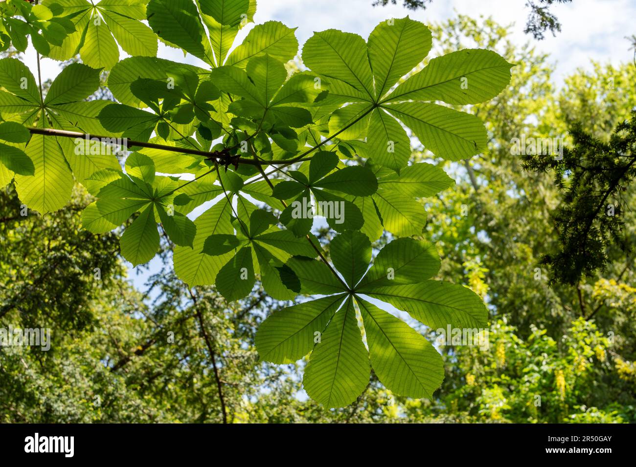 View from under young leaves of the European horse chestnut in ...