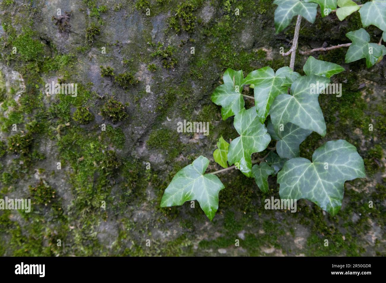 Beautiful plant ivy is growing on the old wall with moss. Natural ...