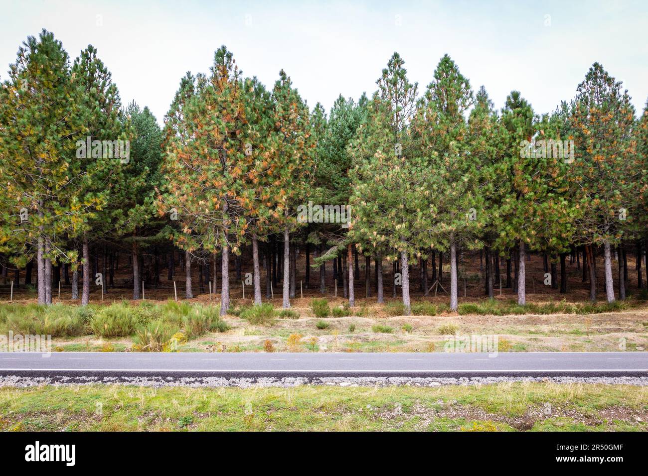 Pinus pinaster, the maritime pine or cluster pine tree forest in Cuenca ...
