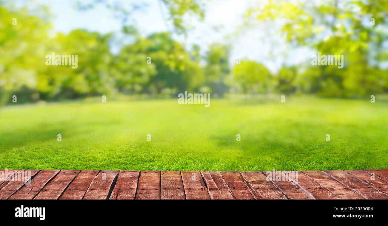 green grass blurred background with sun rays in park meadow and wooden ...