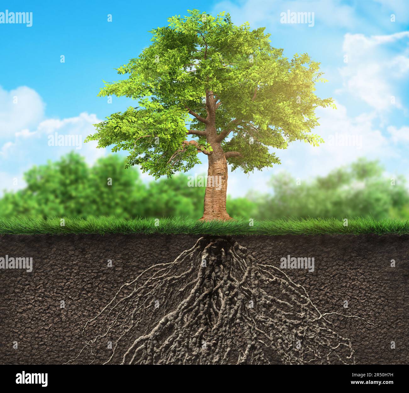 tree with roots in soil, soil cross, 3D illustration Stock Photo - Alamy