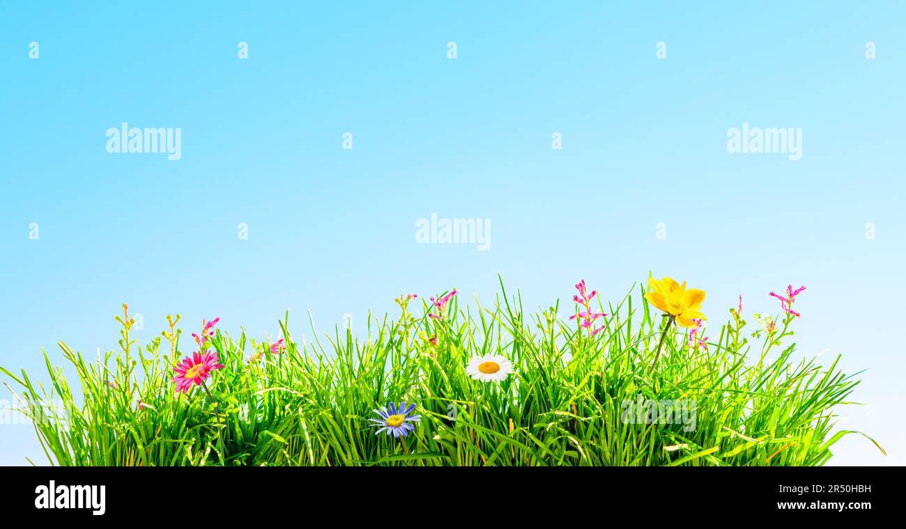 green grass and wild flowers, beautiful spring background Stock Photo ...