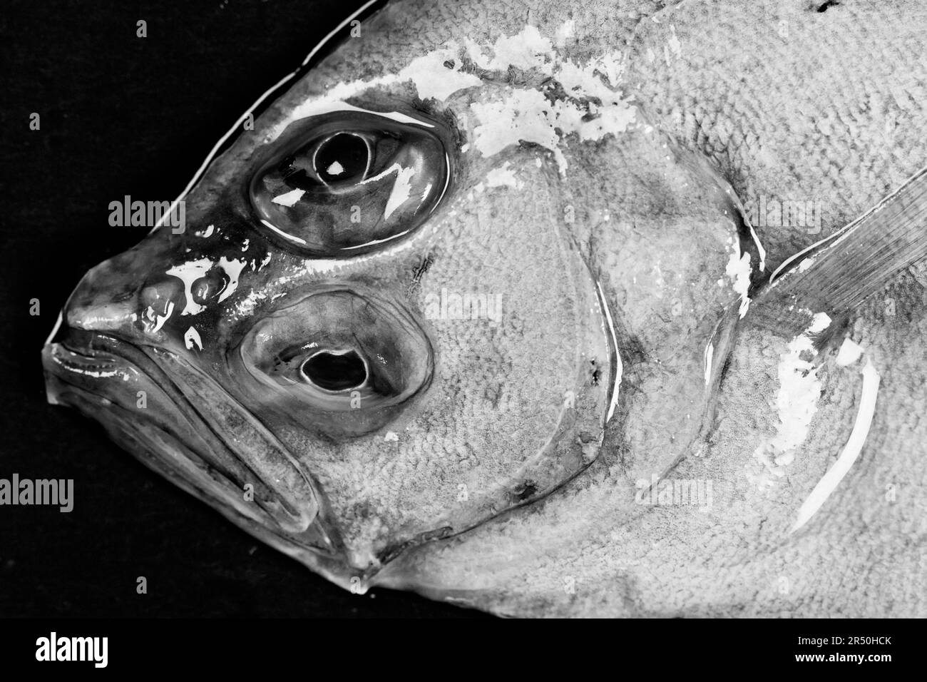 White spot fish Black and White Stock Photos & Images - Alamy