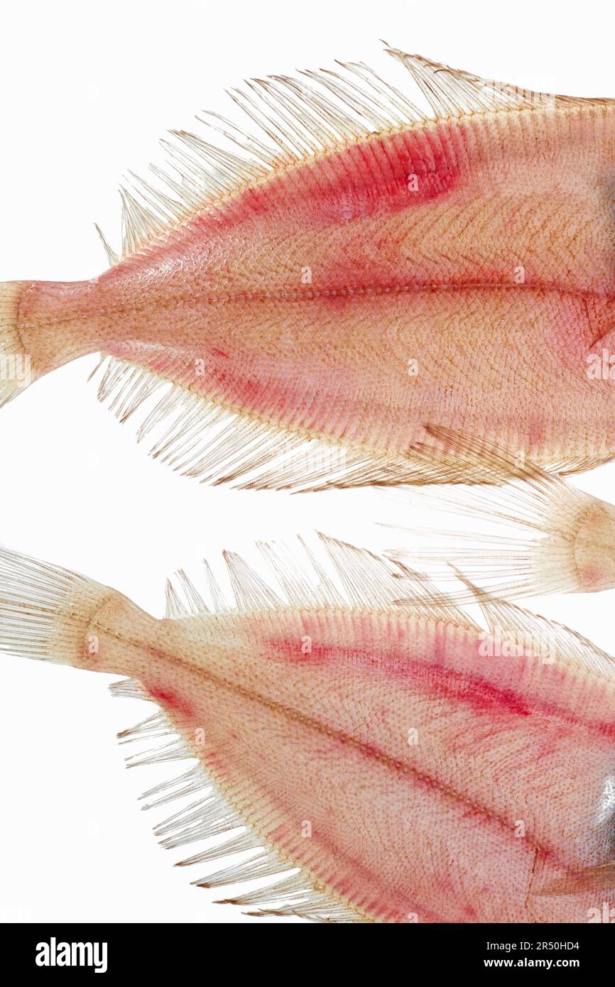 Megrim hi-res stock photography and images - Alamy