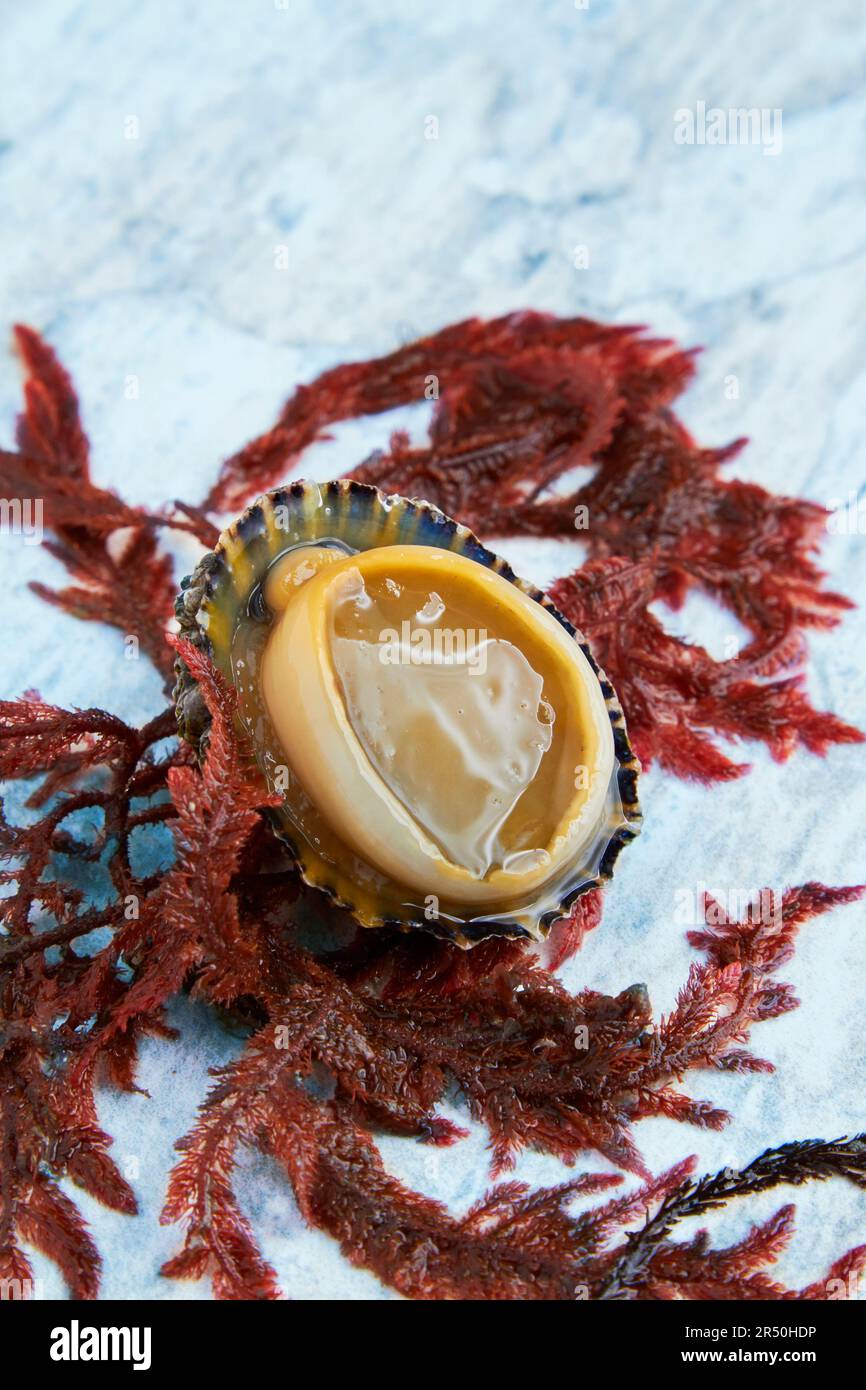 A raw limpet Stock Photo - Alamy