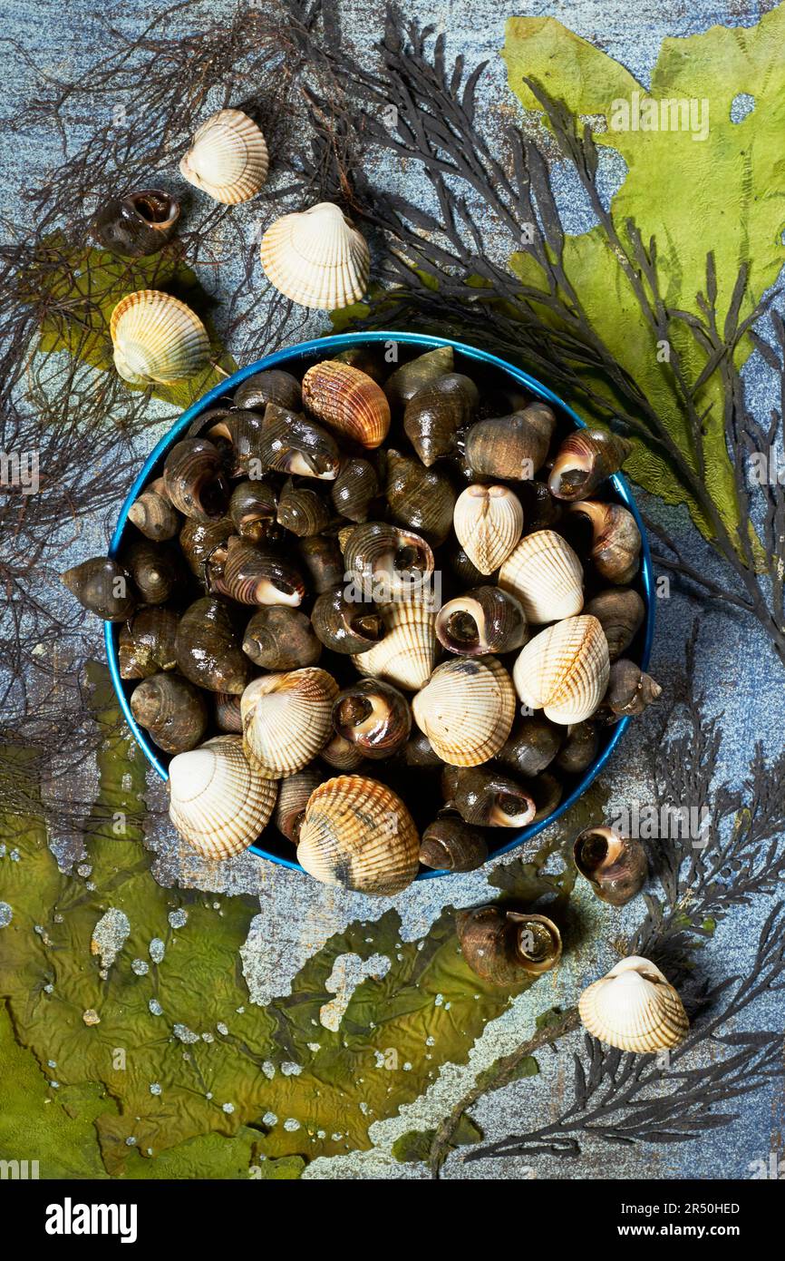 Cockles spain hi-res stock photography and images - Alamy