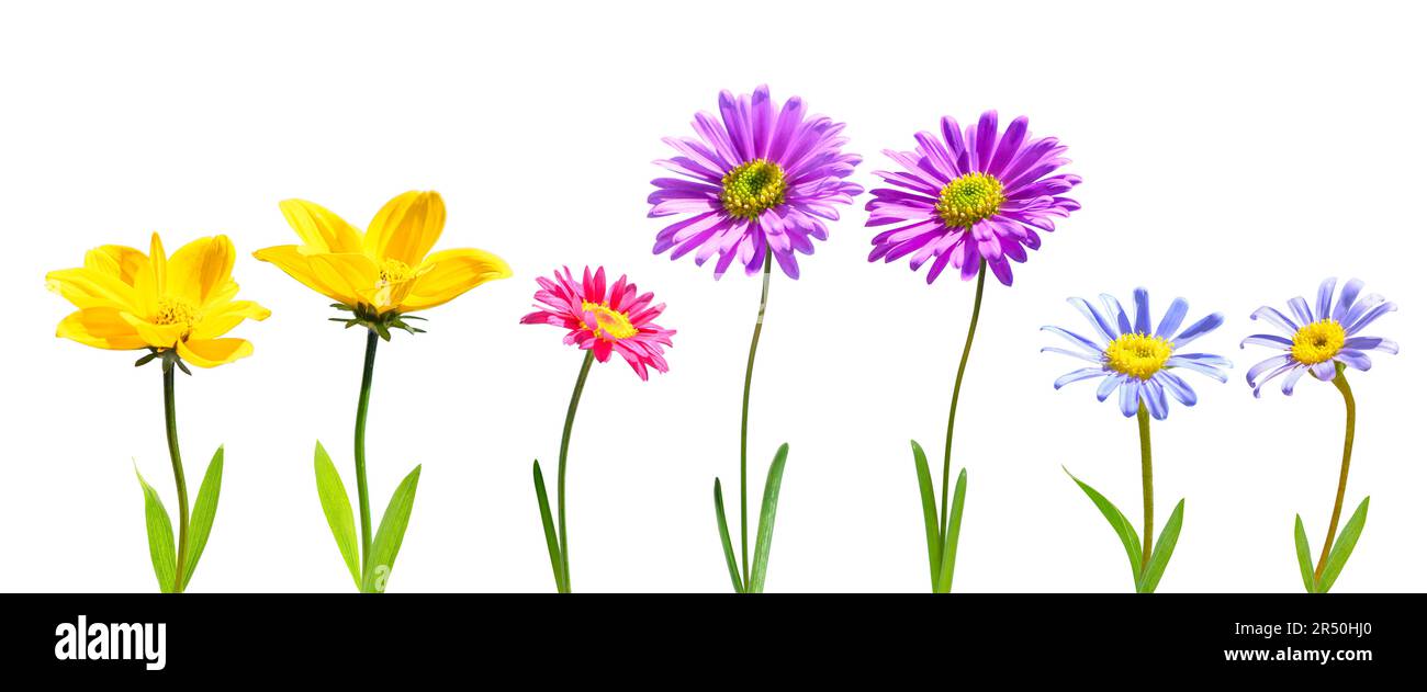 set of spring flowers isolated on white background Stock Photo - Alamy