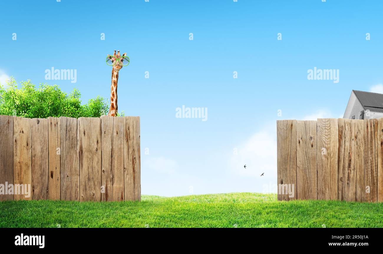 curious neighbor in garden behind backyard lawn fence and house Stock ...