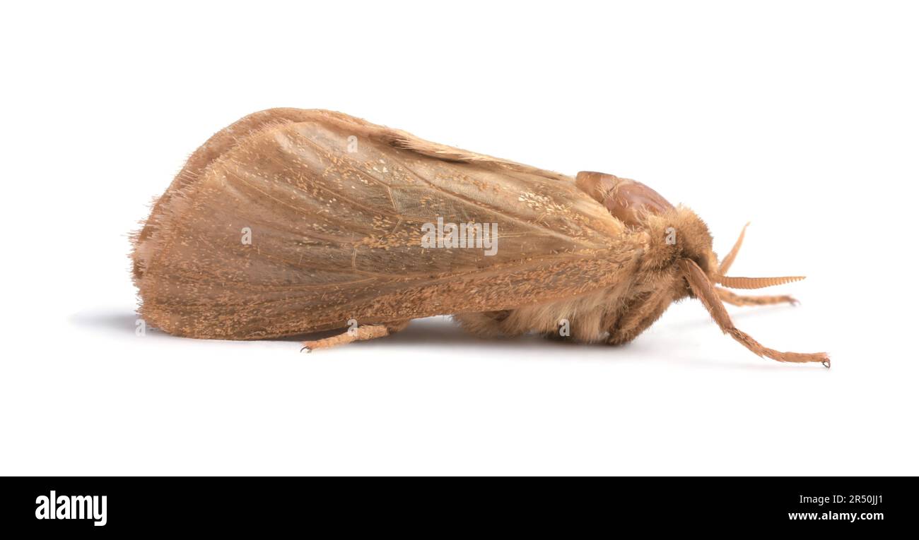 Common house moth Cut Out Stock Images & Pictures - Alamy