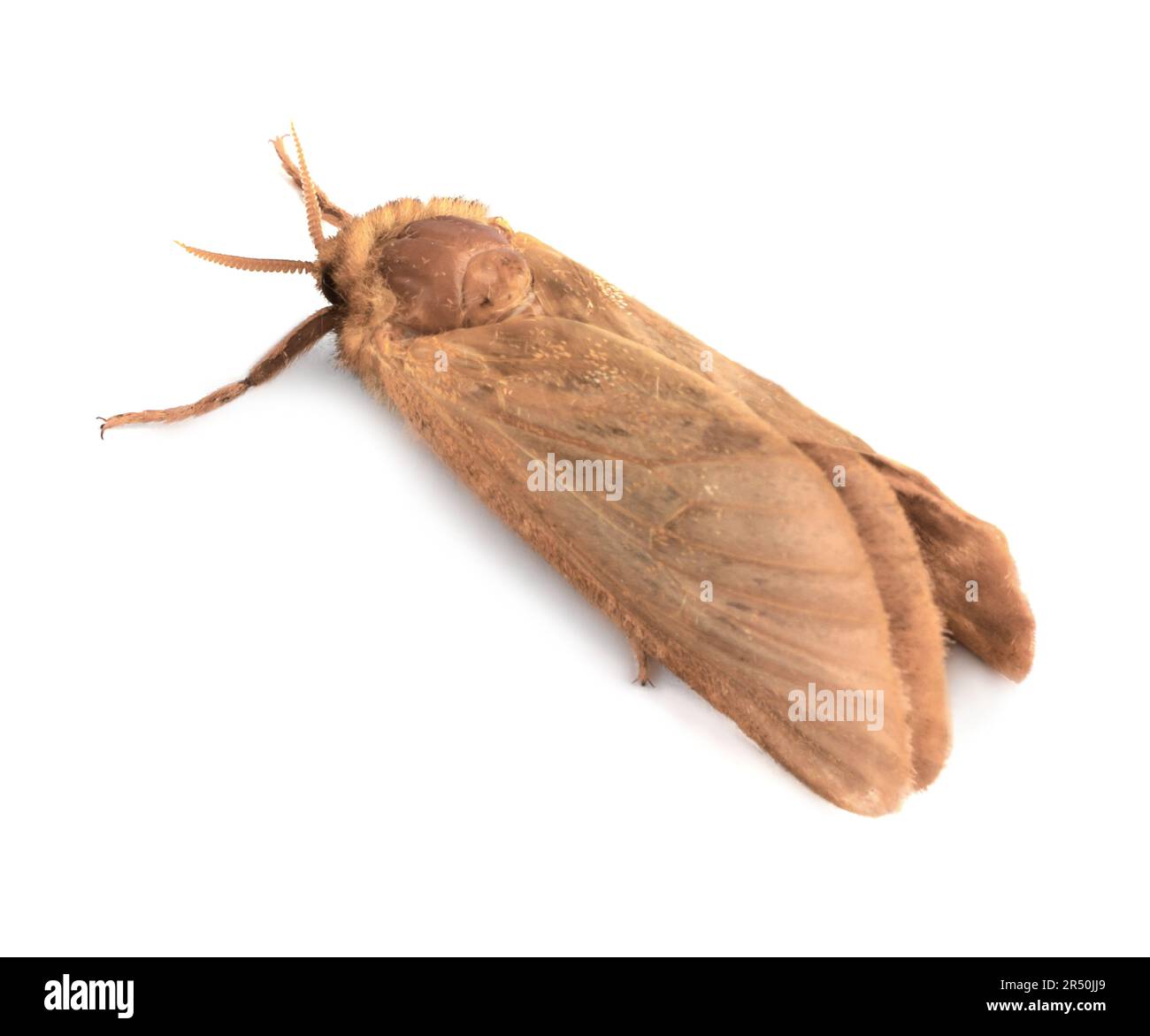 Brown common clothing moth isolated on white Stock Photo - Alamy