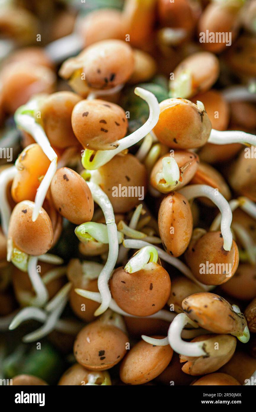 Fresh lentil hi-res stock photography and images - Alamy