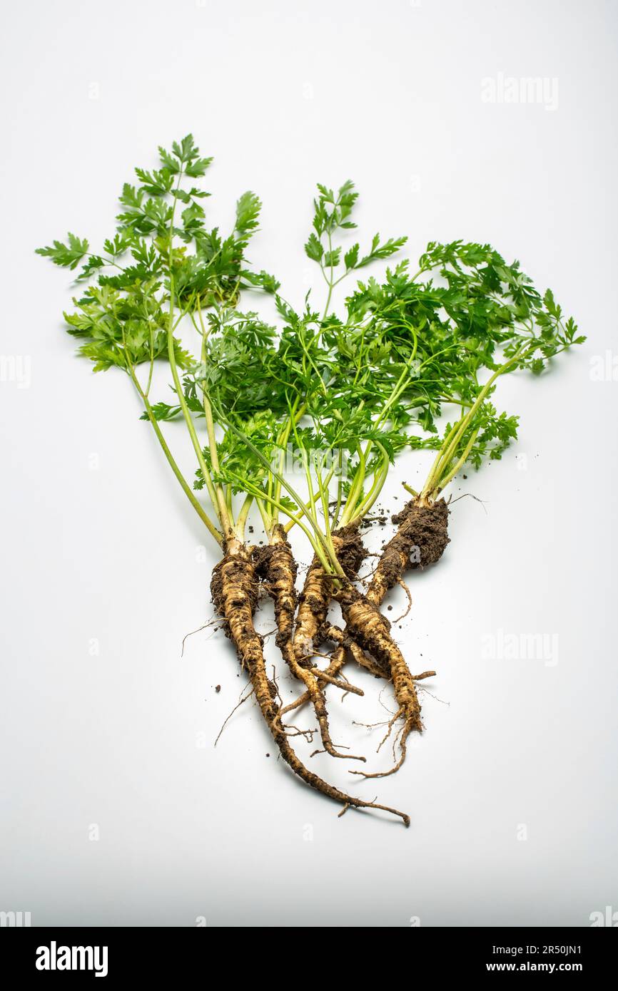 Hamburg parsleys hi-res stock photography and images - Alamy