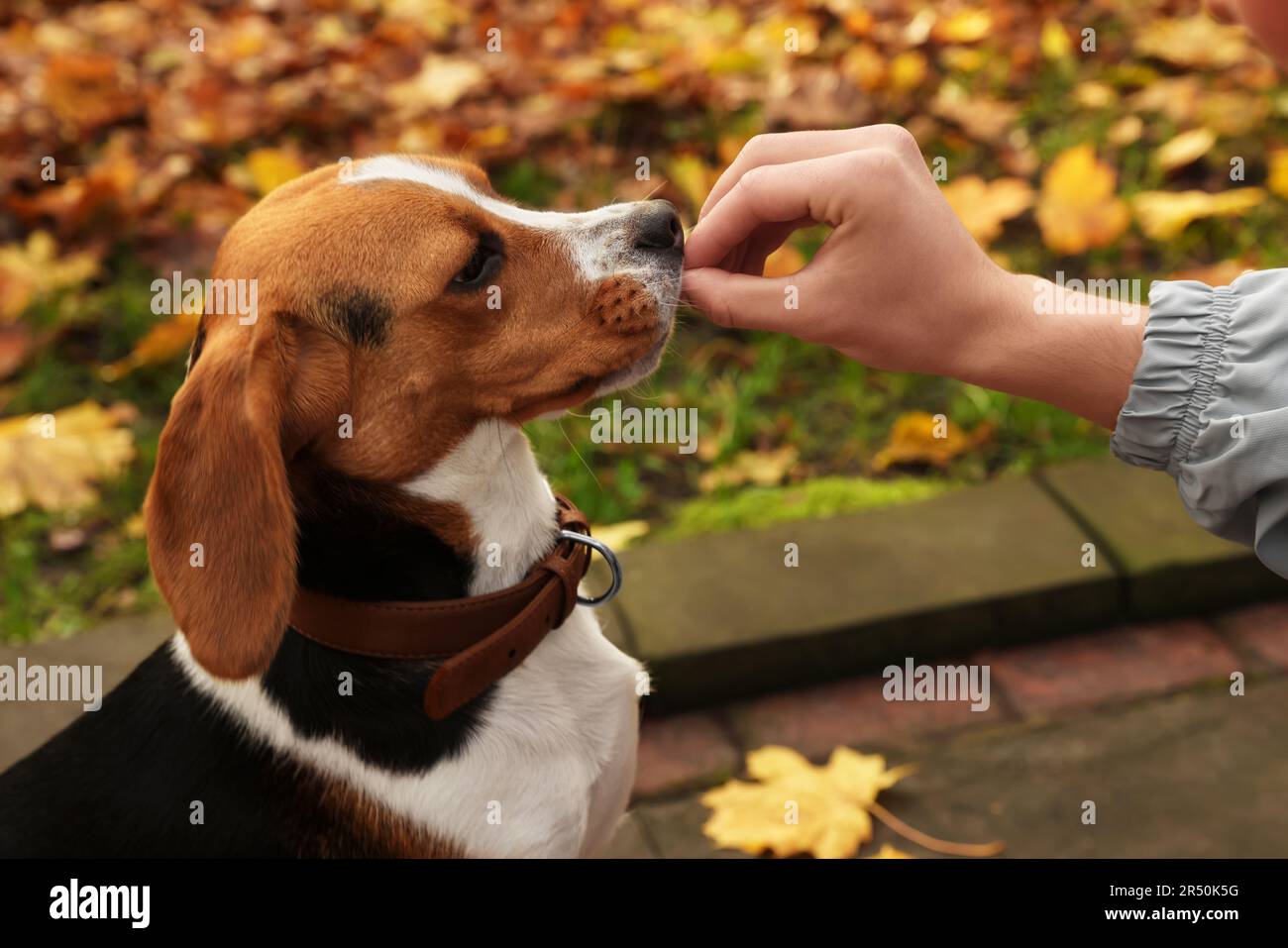 Woman with beagle dog hi-res stock photography and images - Alamy