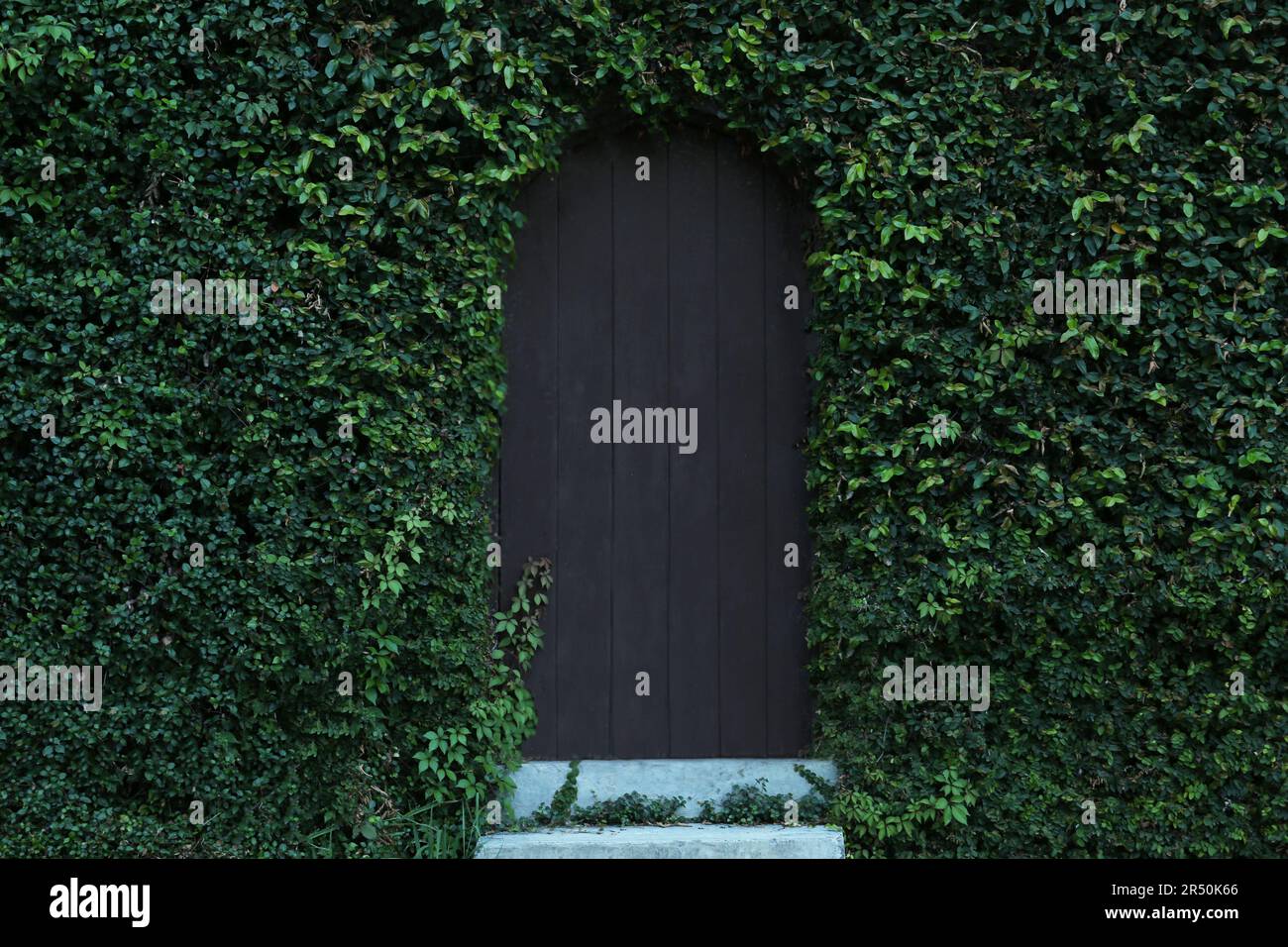 Wooden door covered with vine plant outdoors Stock Photo - Alamy