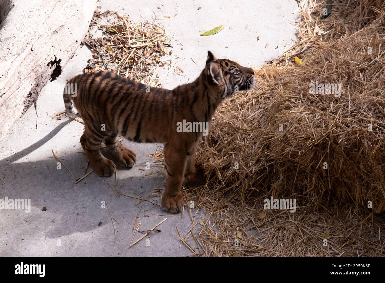 Tiger cub eat hi-res stock photography and images - Alamy