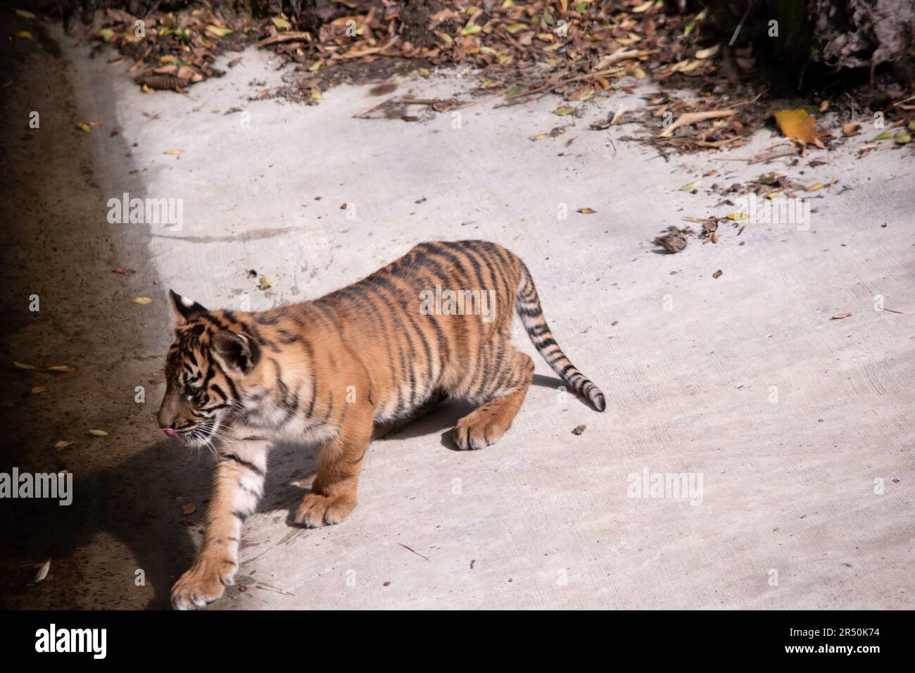Tiger cubs are born with all their stripes and drink their mother's ...