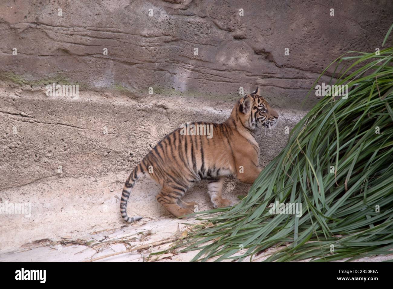 Tiger cubs are born with all their stripes and drink their mother's ...