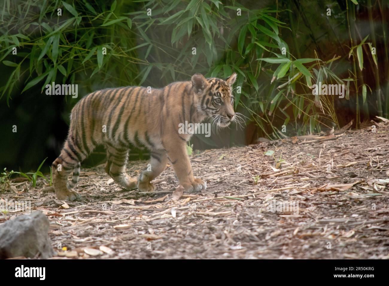 Tiger cubs are born small, blind, and weak. They're born with all their ...