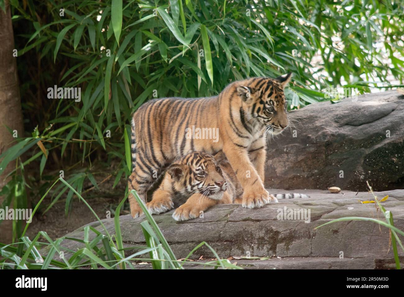 Tiger cubs are born small, blind, and weak. They're born with all their ...