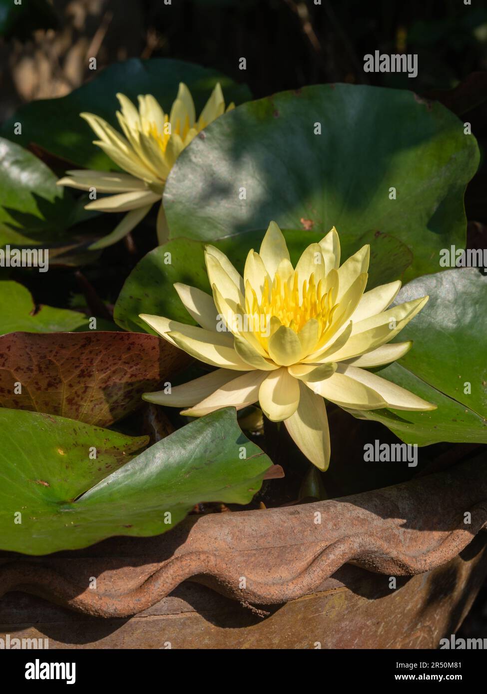 Closeup vertical view of yellow blooming pinwaree water lily nymphaea ...