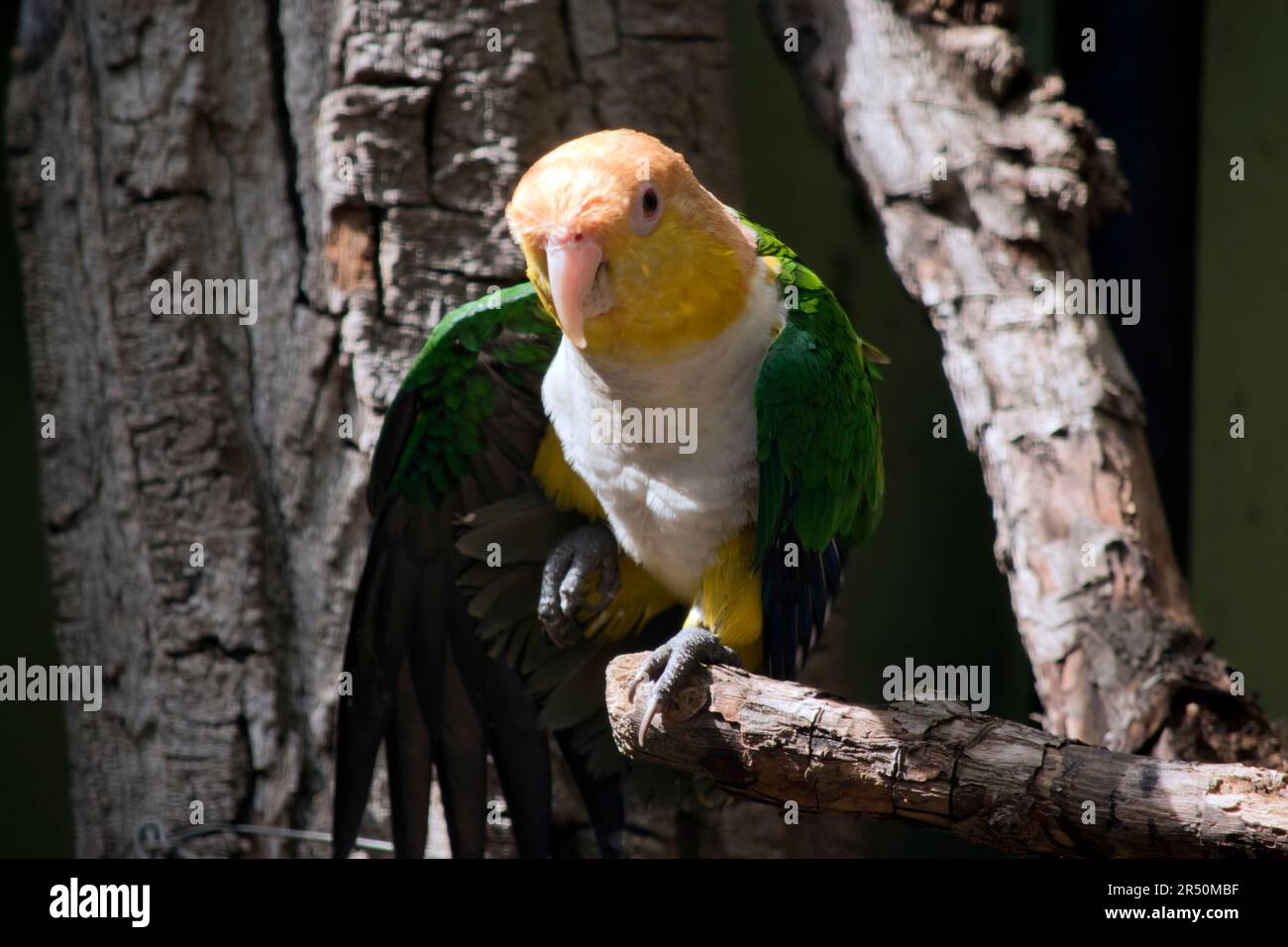 White bellied caique have an orange head or yellow cheeks, cream bill ...