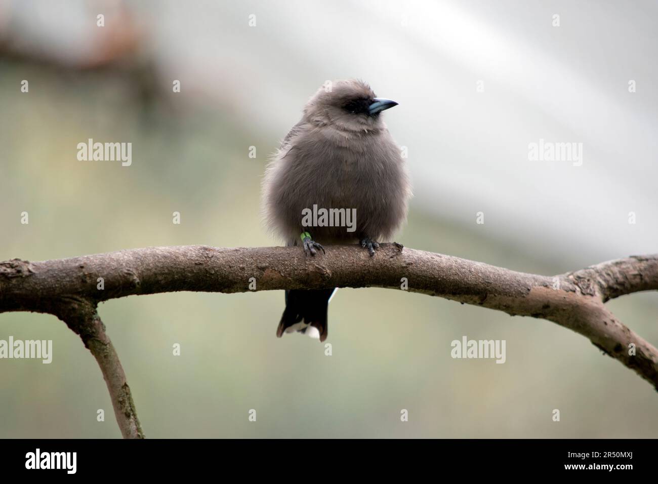 the woodswallow is a small fluffy grey bird Stock Photo - Alamy