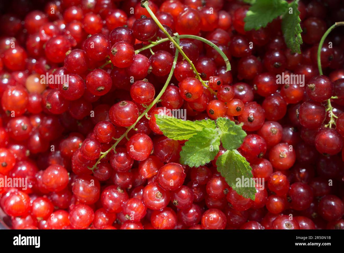 Red currants with leaves (full picture Stock Photo - Alamy