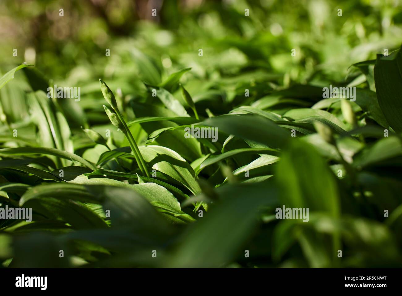 Wild garlic (ramps Stock Photo - Alamy