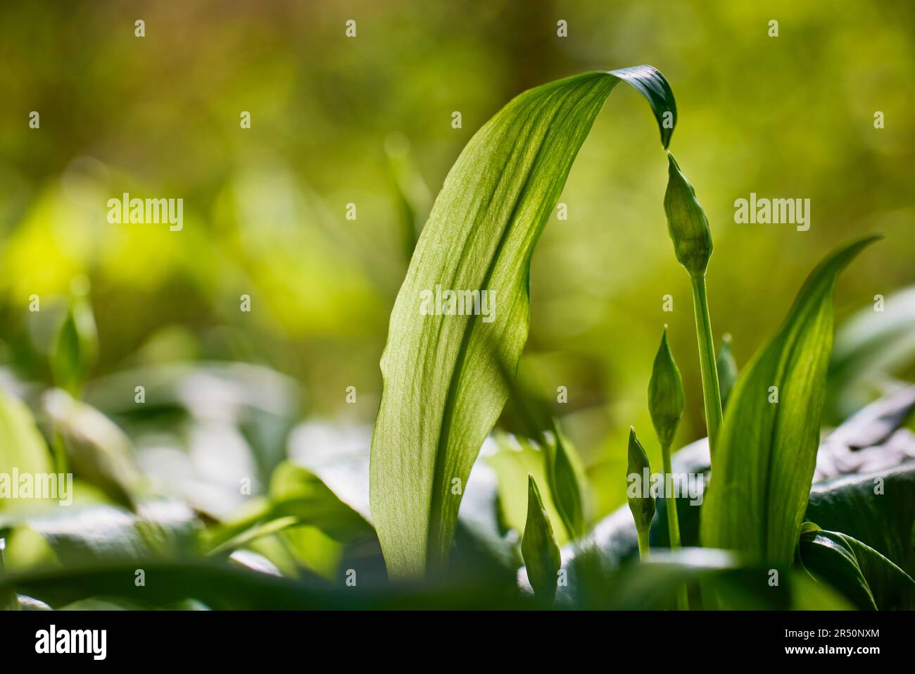 Wild garlic (ramps) with buds Stock Photo - Alamy