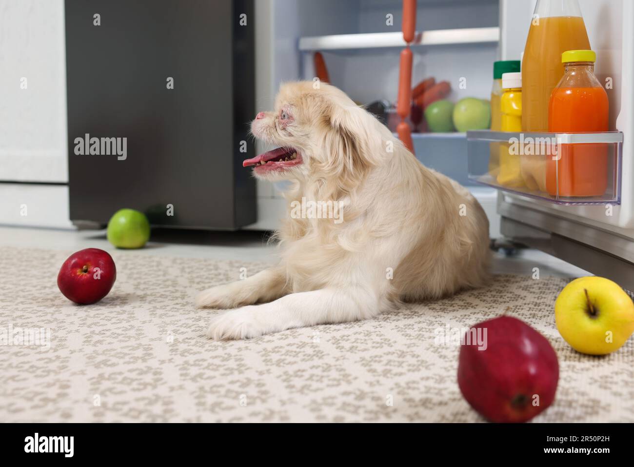 Cute Pekingese dog and scattered fruits near refrigerator in kitchen ...