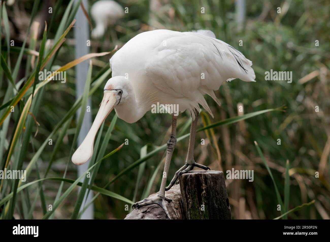 The yellow spoonbill is a large white sea bird with a cream bill that ...