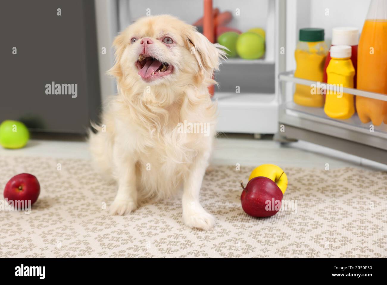 Cute Pekingese dog and scattered fruits near refrigerator in kitchen ...