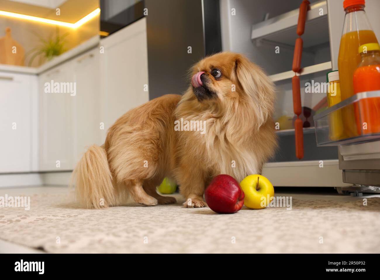 Cute Pekingese dog and scattered fruits near refrigerator in kitchen ...