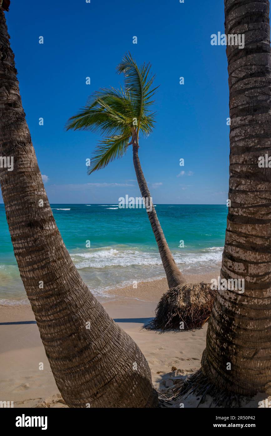View of palm trees on Bavaro Beach, Punta Cana, Dominican Republic ...