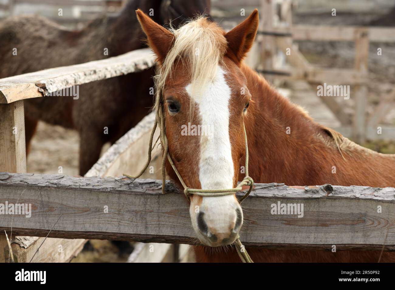 Adorable chestnut horse in outdoor stable. Lovely domesticated pet ...