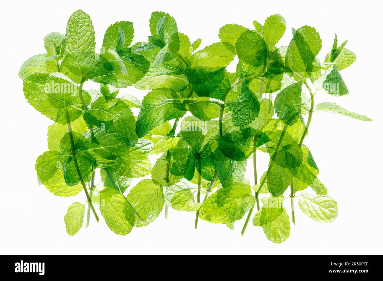 Lemon balm against a white background Stock Photo - Alamy