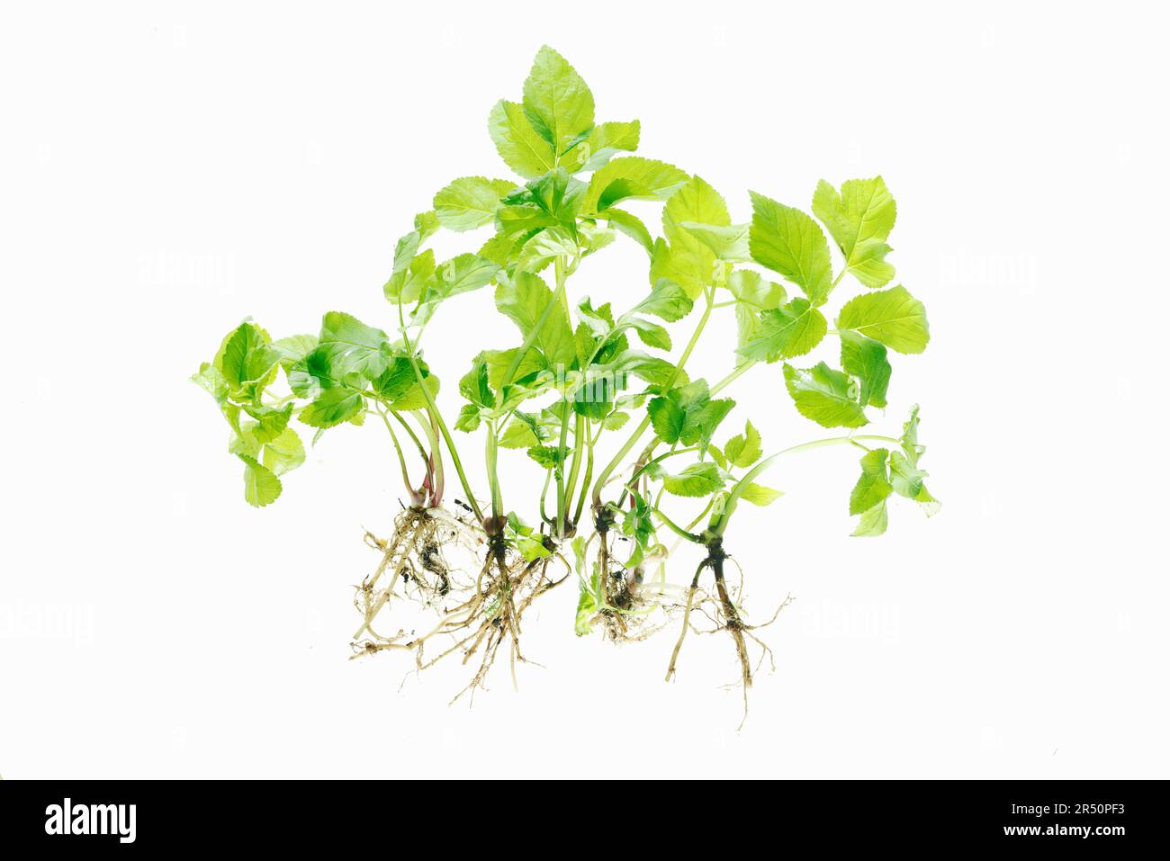 Ground elder roots hi-res stock photography and images - Alamy