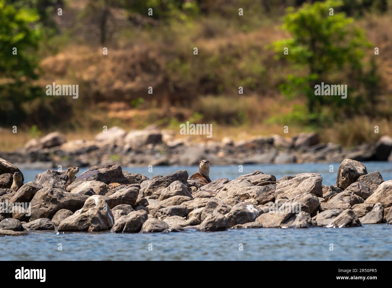 Smooth coated otter or Lutrogale perspicillata pair curious and active ...