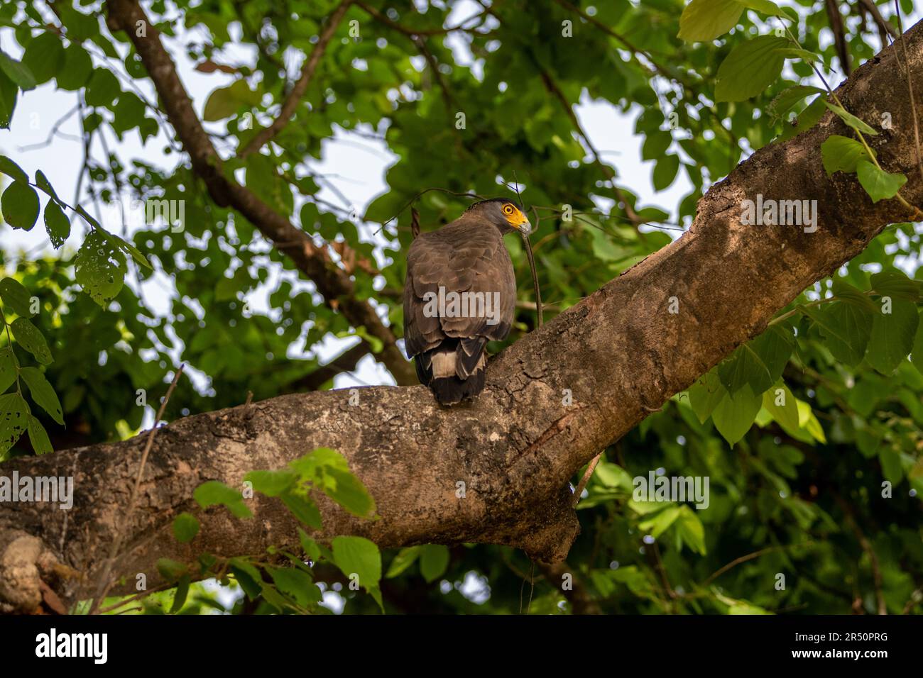 Crested Serpent Eagle or Spilornis cheela bird of prey closeup perched ...