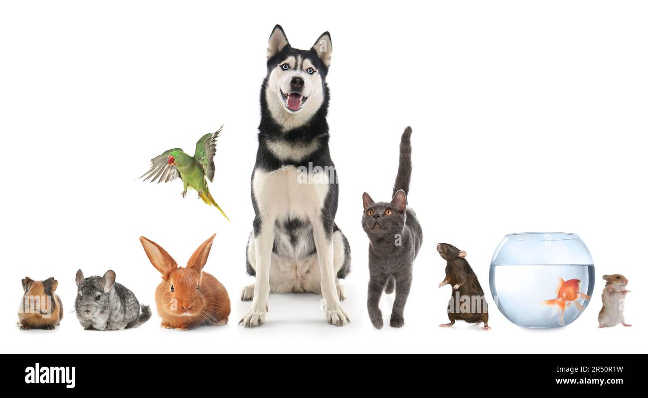 Group of different domestic animals on white background, collage Stock ...