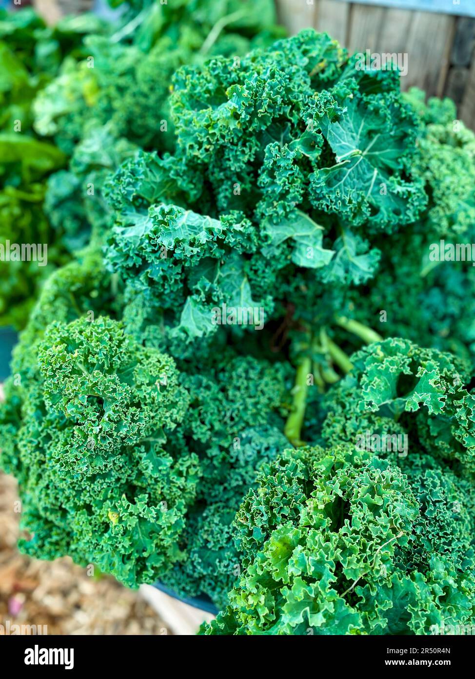 Organic curly leaf kale at a farmers' market in Cape Town, South Africa ...