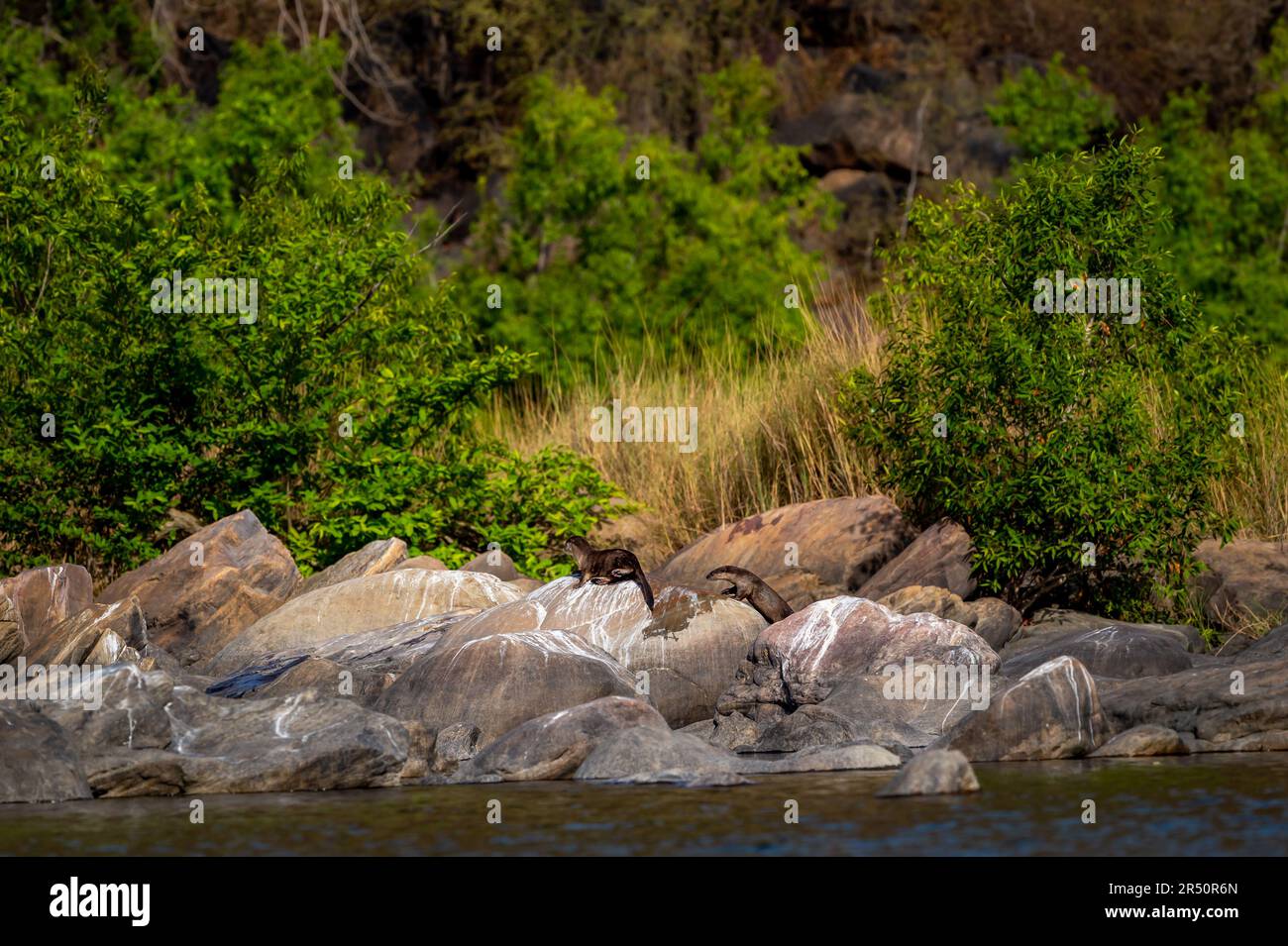 Smooth coated otter or Lutrogale perspicillata vulnerable animal ...