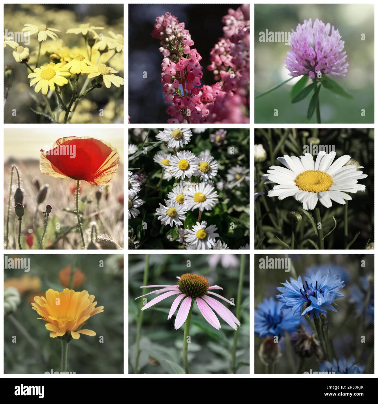Collage with photos of different beautiful wild flowers Stock Photo - Alamy