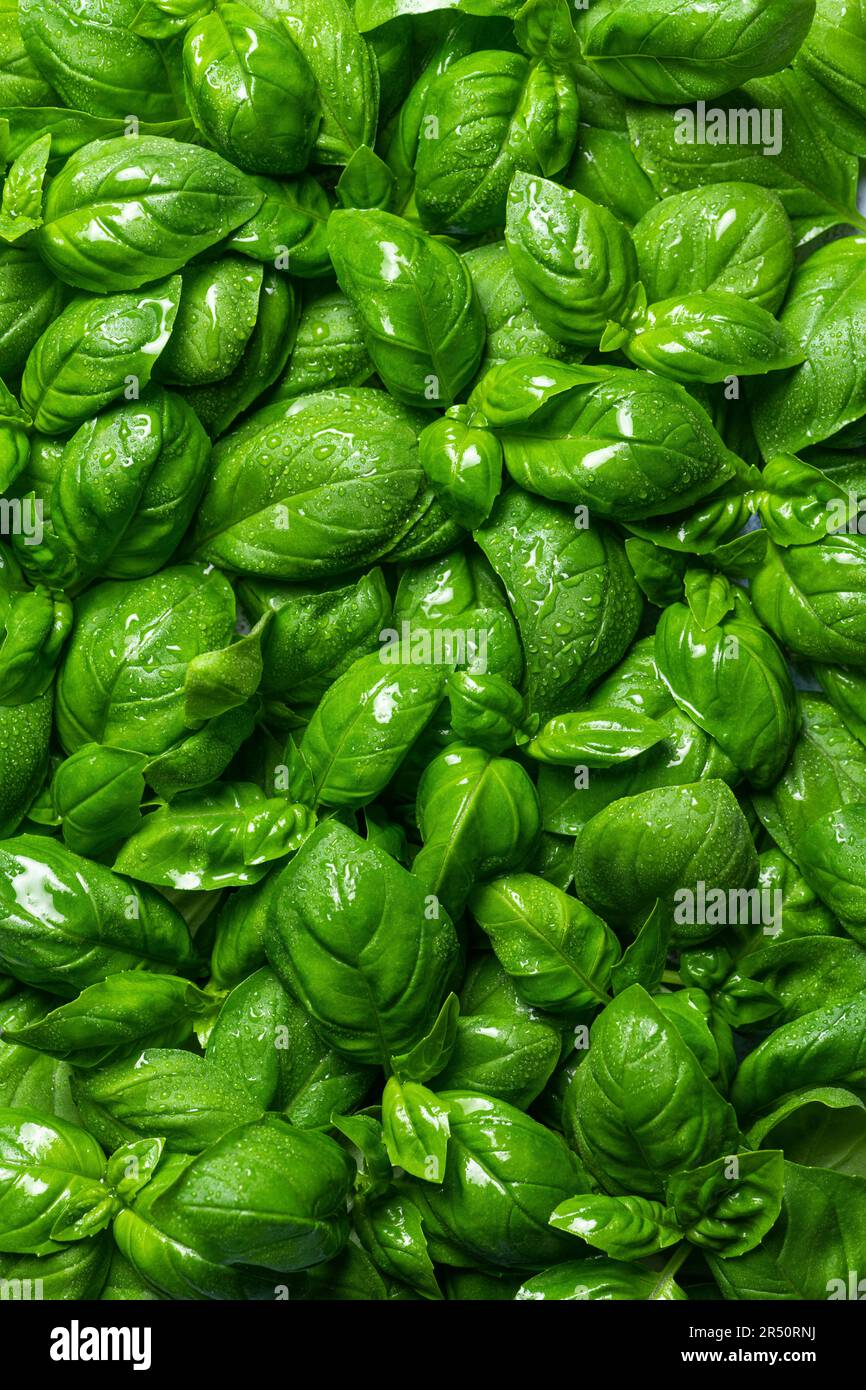 Fresh basil (full picture Stock Photo - Alamy
